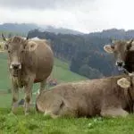 Sweden Breed of Cows: Description and Ciri-ciri, Ciri-ciri Kandungan 5534_8