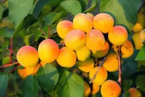 Deskripsi, karakteristik dan budidaya aprikot Khabarovsky, kelebihan dan kekurangan varietasnya