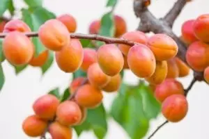 Beskrivelse av mangfoldet av aprikosens grevinne, fordeler og ulemper, vokser