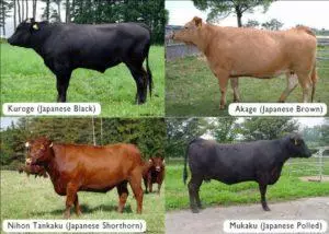As melhores raças de vacas de mármore e as sutilezas de cultivo, prós e contras de carne