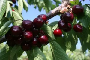 Beschreibung der Valery Chkali Cherry Sortier- und Fruchteigenschaften, Vor- und Nachteile, Wachstum