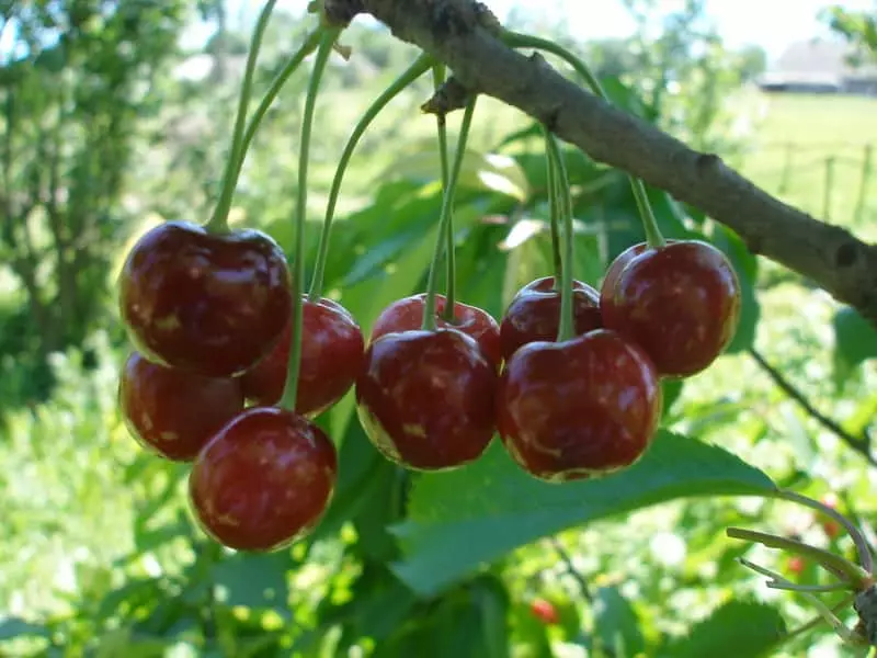 Cherry Muza