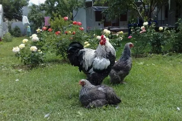Cockerel med kyllinger
