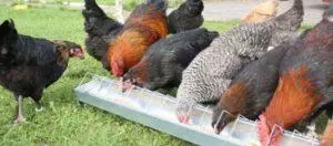 Descricións de galiñas de raza de destino de ovos de carne para dilución na casa