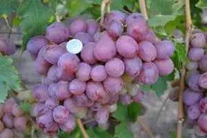 Descripción de uvas Gráfico Monte Cristo Condado y tecnología de crecimiento.