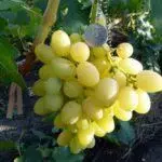 Grapes Blagovest: Descrição da variedade e características, pouso e crescimento 5547_1