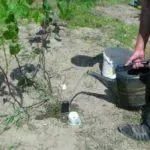 Viinamarjad BlagoVest: sordi ja omaduste kirjeldus, maandumine ja kasvatamine 5547_11