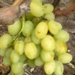 Grapes Blagovest: Descrição da variedade e características, pouso e crescimento 5547_2