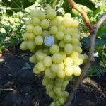 Grapes Blagovest: Descrição da variedade e características, pouso e crescimento 5547_3