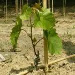 Viinamarjad BlagoVest: sordi ja omaduste kirjeldus, maandumine ja kasvatamine 5547_6