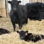 Karmienie suche krowy: cechy standardy diety i koncentratu 5548_10
