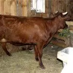 Хранење на сува крави: карактеристики на диета и концентрат стандарди 5548_3