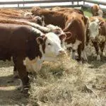 Karmienie suche krowy: cechy standardy diety i koncentratu 5548_4