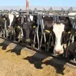 تغذیه گاوهای خشک: ویژگی های رژیم غذایی و استانداردهای کنسانتره 5548_5