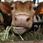 Karmienie suche krowy: cechy standardy diety i koncentratu 5548_8