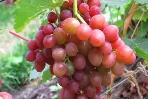 Descrição e características, vantagens e desvantagens de gráficos de uvas brilhantes, crescendo