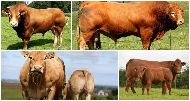 Limousine cows breed.