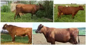 ବେଷ୍ଟୁଜେଭେଭସ୍କାୟା ପ୍ରଜାତିର ଗା cows ର ବର୍ଣ୍ଣନା ଏବଂ ବ characteristics ଶିଷ୍ଟ୍ୟ, ବିଷୟବସ୍ତୁ ନିୟମ |