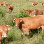 Limousine Cow Breed: Tsananguro uye hunhu, zvemukati maficha 5559_13
