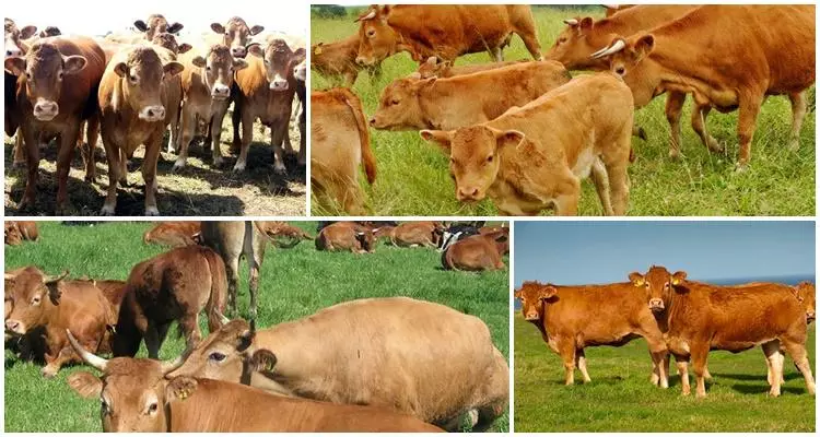 Sapi limusin berkembang biak