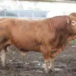 Limousine cow breed: paglalarawan at mga katangian, mga tampok ng nilalaman 5559_3
