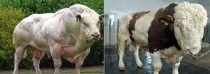 Maximum weight of the largest bull in the world and the largest breed