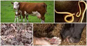 Anzeichen und Symptome von Würmern in Kühen und Kälbern, Behandlung und Prävention