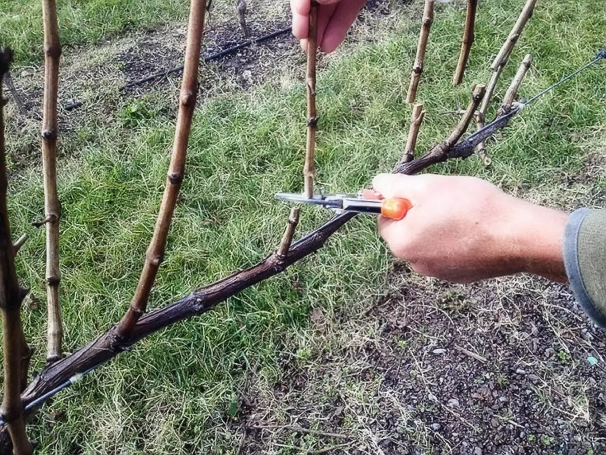 Pruning द्राक्षे