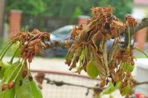 Tratar a la cereza de las plagas en primavera y otoño, métodos de lucha y protección.