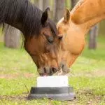 Сіль для коней: користь і шкода, як правильно давати лізунец і яку вибрати 5574_2