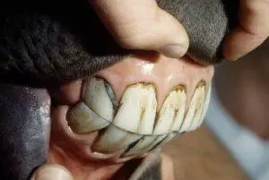 Hvor mange tænder har en hest og hvordan man plejer dem, vices og behandling
