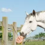 Salz für Pferde: Vorteile und Schaden, wie man Lisanets gibt und was Sie wählen können 5574_6