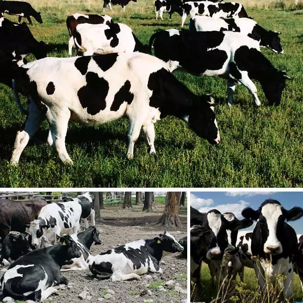 KloMogorsk牛の品種