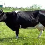 Klomogorsk牛の品種：説明と特徴、長所と短所 5575_10