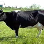 Kolongdogork breed sapi: pedaran sareng ciri, pro sareng kontra 5575_10