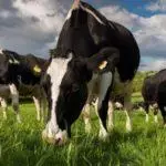 Kolmogorsk plemeno krav: popis a charakteristika, profesionály a nevýhody 5575_11