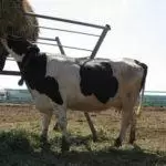 Kolmogorsk plemeno krav: popis a charakteristika, profesionály a nevýhody 5575_12