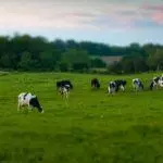 Klomogorsk牛の品種：説明と特徴、長所と短所 5575_15