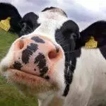 Kholmogorsk pasmina krava: opis i karakteristike, prednosti i mane 5575_16
