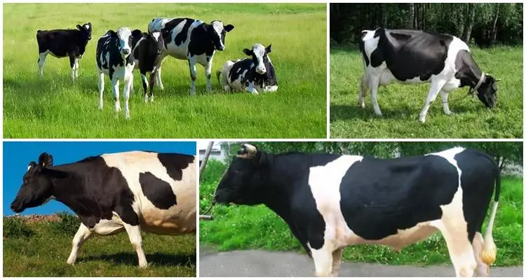KHOLMOGORSK Raza de vacas