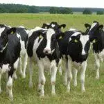 KHOLMOGORSK Raza de vacas: Descripción y características, Pros y Contras 5575_2