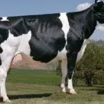 Kholmogorsk pasmina krava: opis i karakteristike, prednosti i mane 5575_3