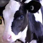Klomogorsk牛の品種：説明と特徴、長所と短所 5575_6