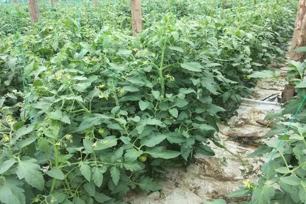 Plantor tomatov