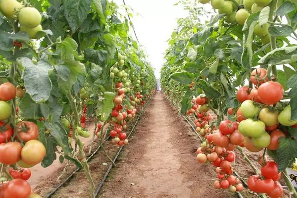 Tomato-cultivatie