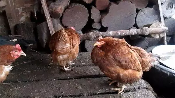 Chory kurczaki