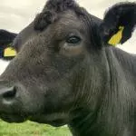 سنگ مرمر گائے: سب سے بہترین نسلوں اور بڑھتی ہوئی، پلس اور گوشت کی کنسلٹیاں 5579_3