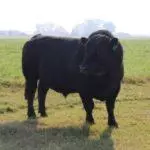 Vache de marbre: les meilleures races et subtilités de la croissance, des plus et des inconvénients de la viande 5579_4