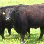 Márvány tehén: A legjobb fajták és finomságok a termesztés, a pluszok és a húsok hátrányai 5579_5