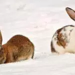 És possible donar als conills de neu en lloc d'aigua a l'hivern: característiques de cant fred 5582_1